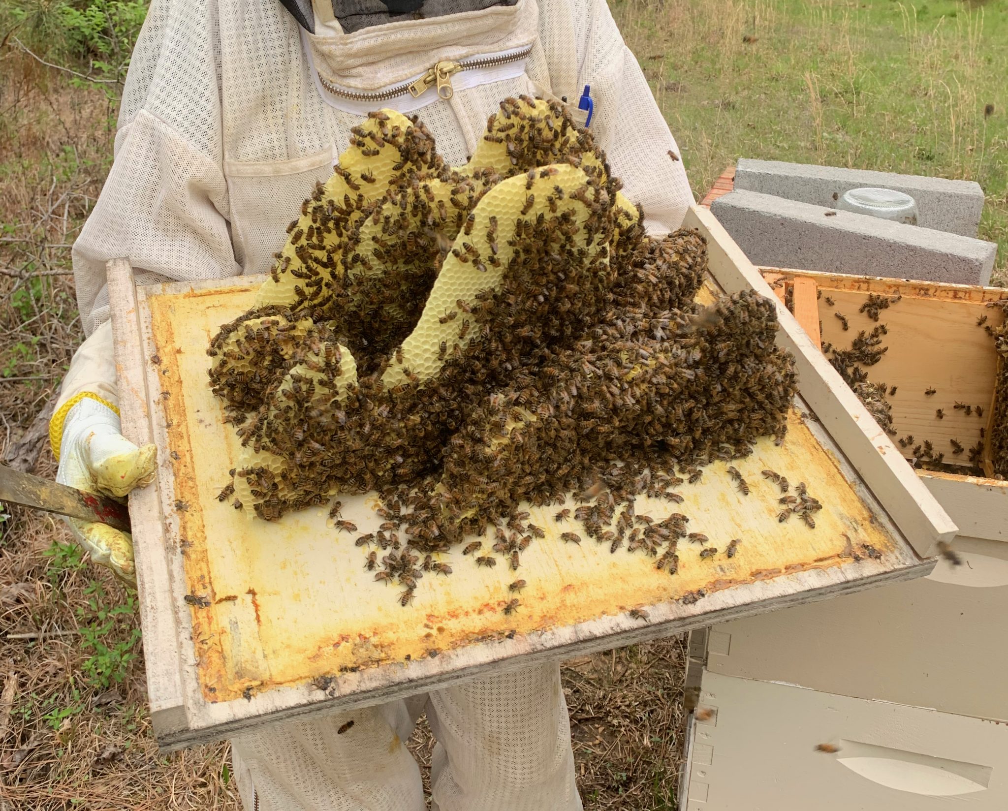 Honey Bee Starvation - Backyard Beekeeping